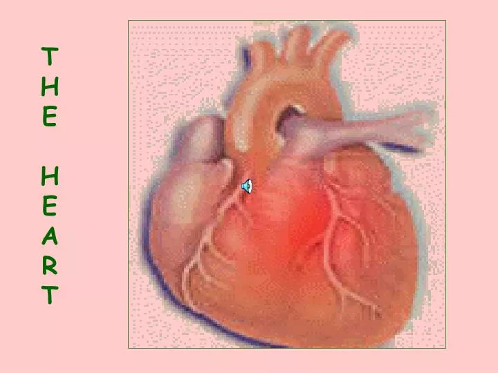 PPT - THE HEART PowerPoint Presentation, free download - ID:6364267