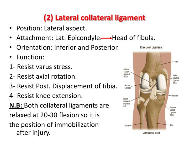 PPT - Regional Biomechanics knee Joint PowerPoint Presentation - ID:6364710