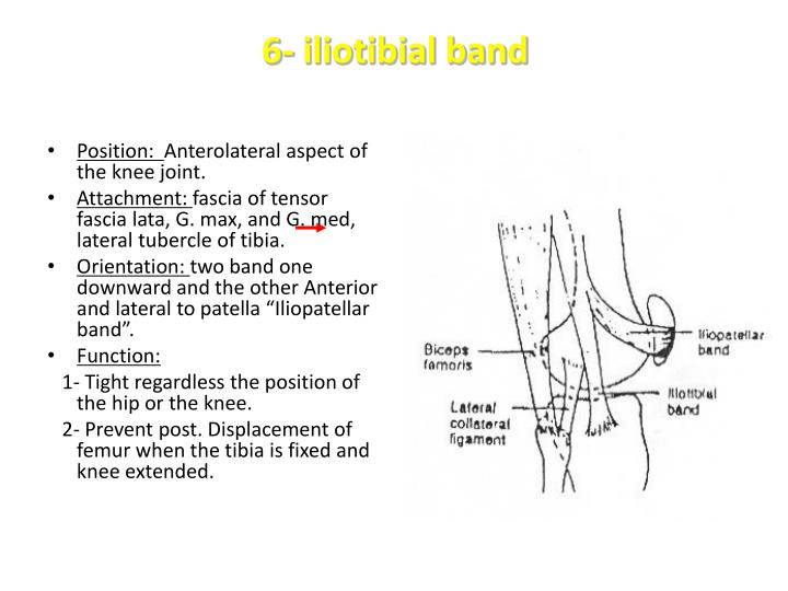 PPT - Regional Biomechanics knee Joint PowerPoint Presentation - ID:6364710