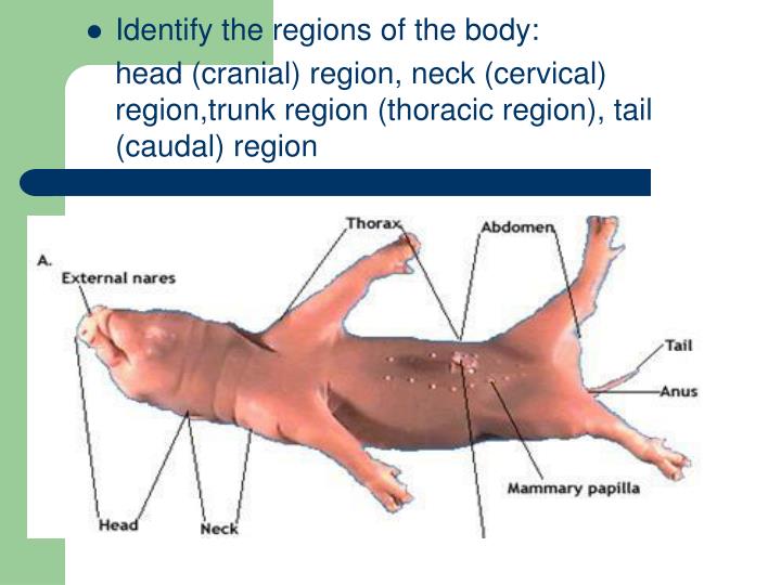 PPT - Biology: Intro to the Fetal Pig Dissection PowerPoint ...