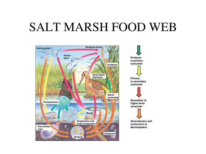 PPT - SALT WATER LIFE ZONES PowerPoint Presentation - ID:6365422