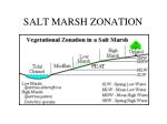 PPT - SALT WATER LIFE ZONES PowerPoint Presentation - ID:6365422