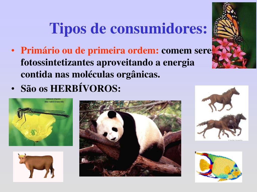 PPT - Prof: Daiane Disciplina: Biologia PowerPoint Presentation, free ...