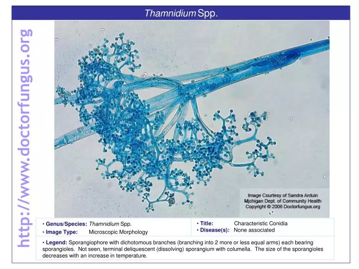 PPT - Thamnidium Spp . PowerPoint Presentation, free download - ID:6366650