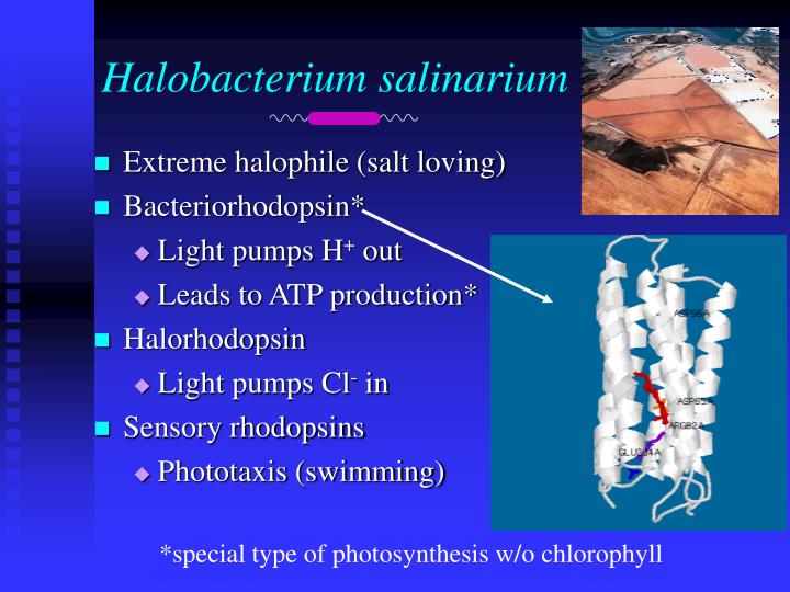 PPT - Life in Extreme Environments PowerPoint Presentation - ID:6367670