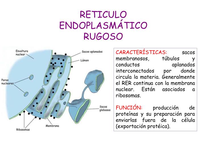 PPT - O R G A N E L O S PowerPoint Presentation - ID:6368087