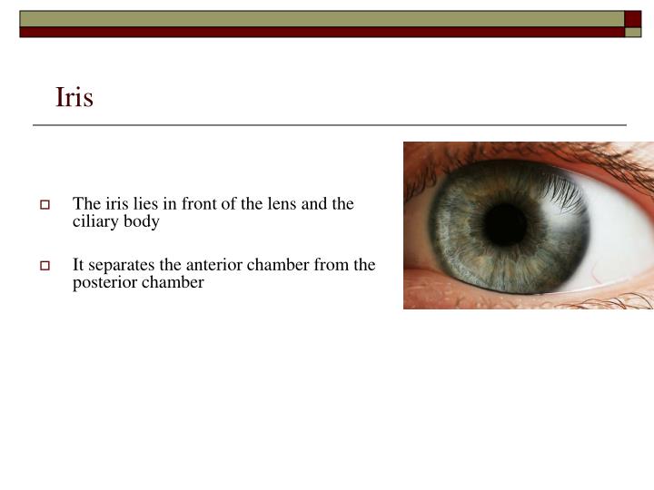 PPT - Iris, ciliary body and choroid PowerPoint Presentation - ID:6368164