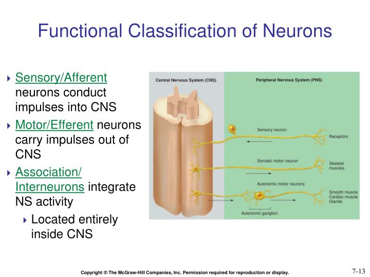 PPT - Chapter 7 PowerPoint Presentation - ID:6368472