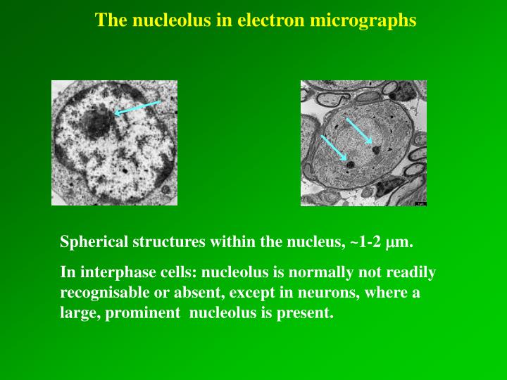 PPT - II. INTERNAL ORGANIZATION OF EUKARYOTIC CELLS PowerPoint ...
