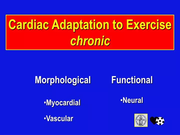 PPT - Cardiac Adaptation to Exercise chronic PowerPoint Presentation ...