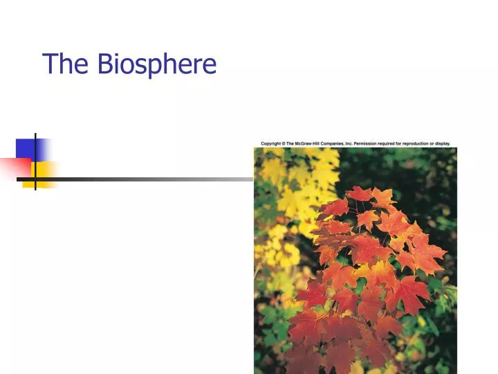 PPT - The Biosphere PowerPoint Presentation, free download - ID:6370282