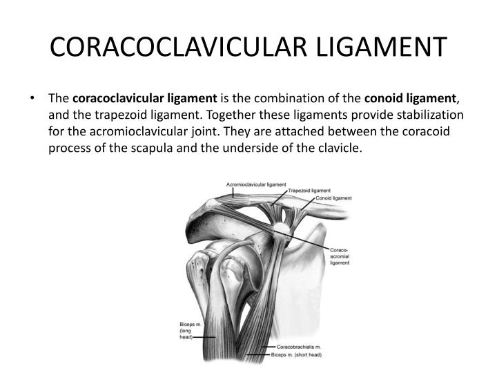 PPT - GLENOHUMERAL JOINT (SHOULDER JOINT) PowerPoint Presentation - ID ...