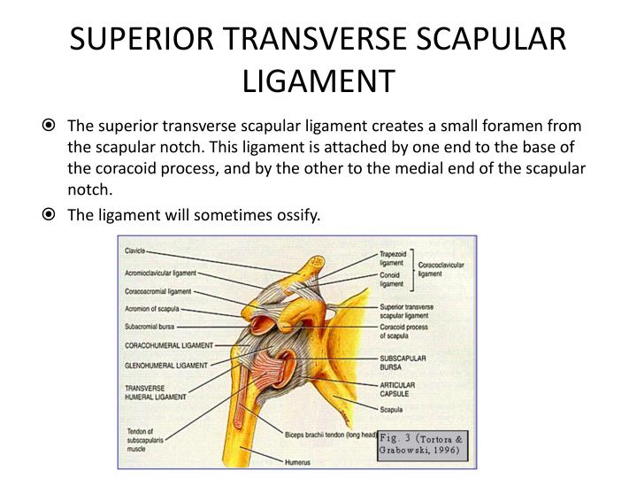 PPT - GLENOHUMERAL JOINT (SHOULDER JOINT) PowerPoint Presentation - ID ...