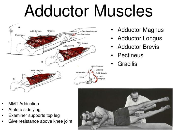 PPT - The Thigh and Hip Muscles Anatomy, Injuries and Assessment ...