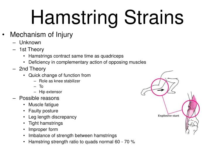 PPT - The Thigh and Hip Muscles Anatomy, Injuries and Assessment ...