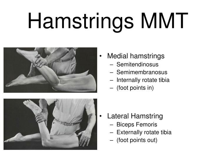 PPT - The Thigh and Hip Muscles Anatomy, Injuries and Assessment ...