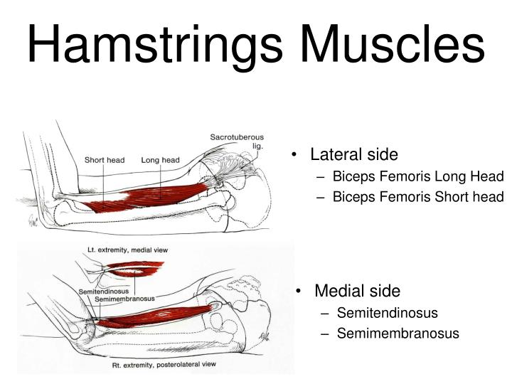 PPT - The Thigh and Hip Muscles Anatomy, Injuries and Assessment ...