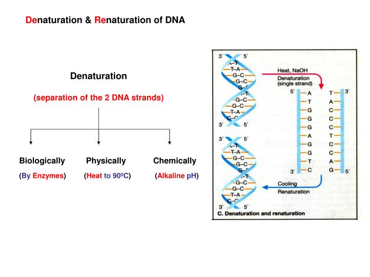 PPT - INFORMATIONAL BIO-MOLECULES PowerPoint Presentation - ID:6373559