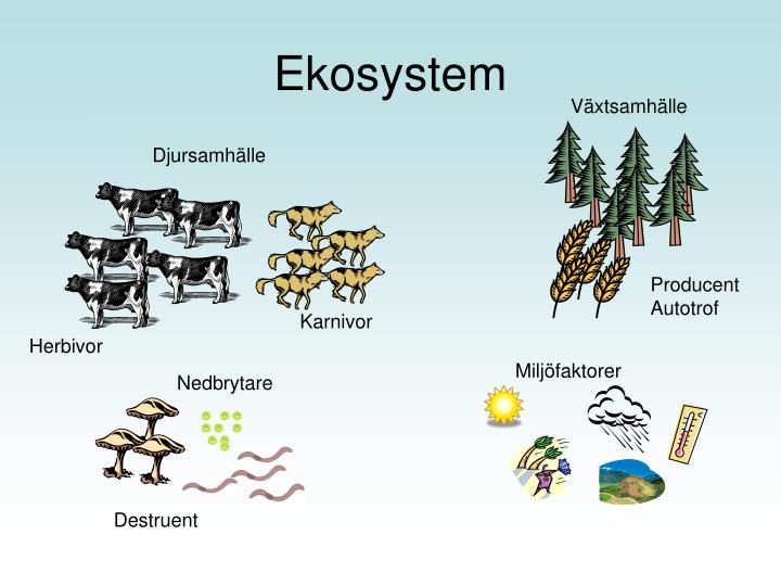 PPT - Ekologi PowerPoint Presentation - ID:6374138