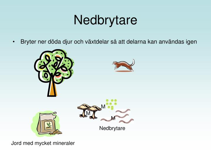 PPT - Ekologi PowerPoint Presentation - ID:6374138