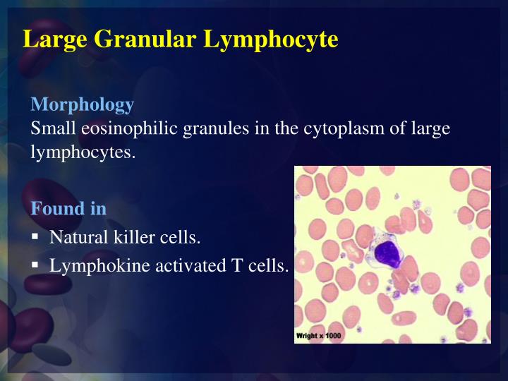 PPT - WBCs & PLT Abnormal Morphology PowerPoint Presentation - ID:6378150
