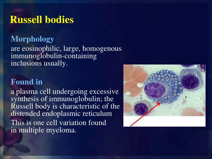 PPT - WBCs & PLT Abnormal Morphology PowerPoint Presentation - ID:6378150