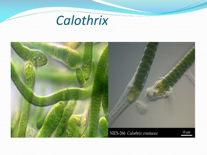 PPT - CYANOPHYTA PowerPoint Presentation - ID:6381223