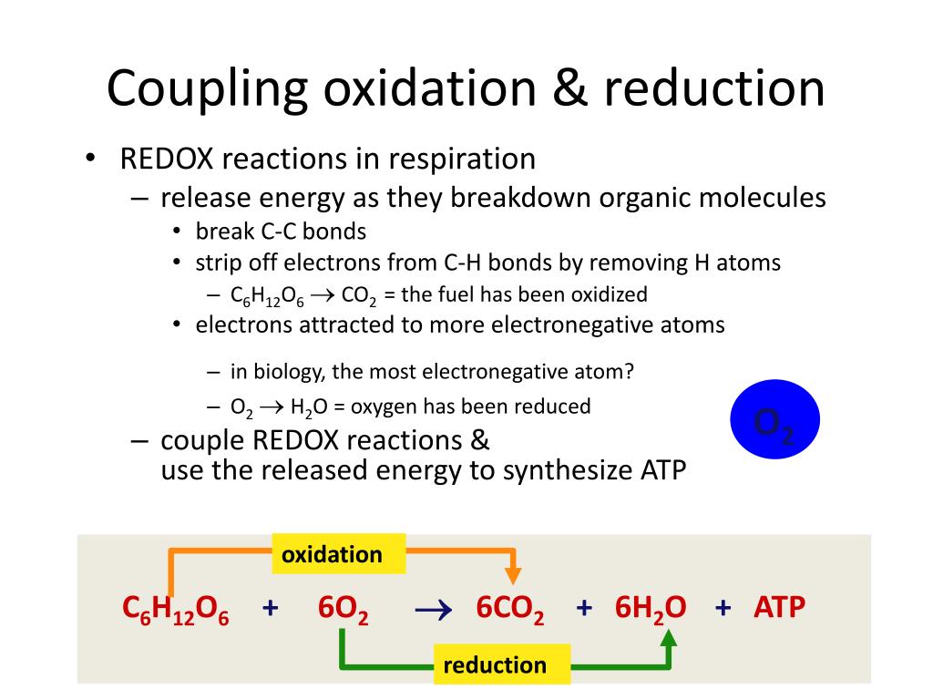 PPT - Cellular Respiration Harvesting Chemical Energy PowerPoint ...
