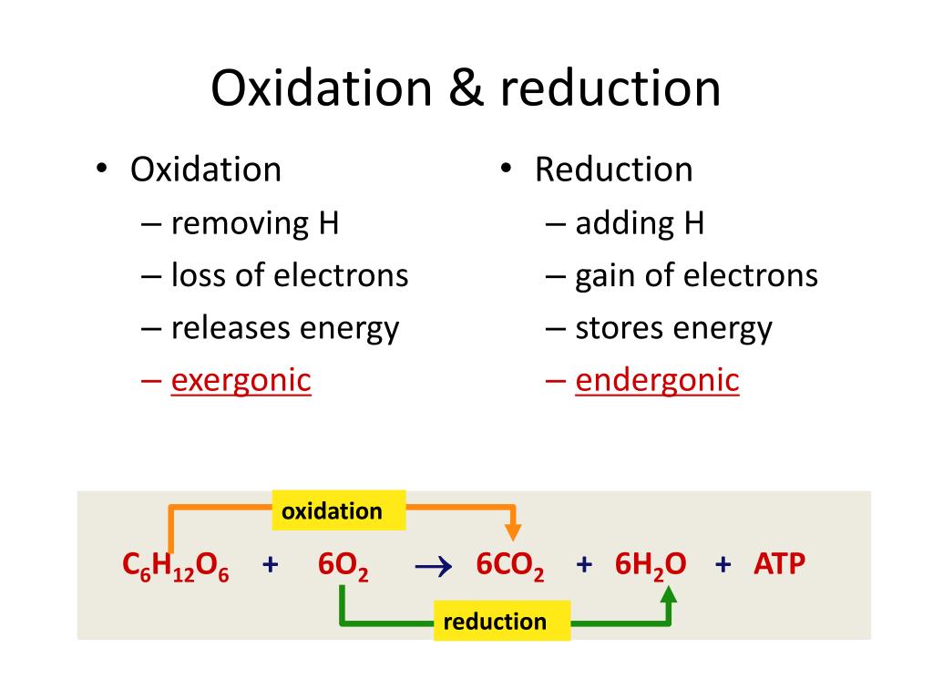PPT - Cellular Respiration Harvesting Chemical Energy PowerPoint ...