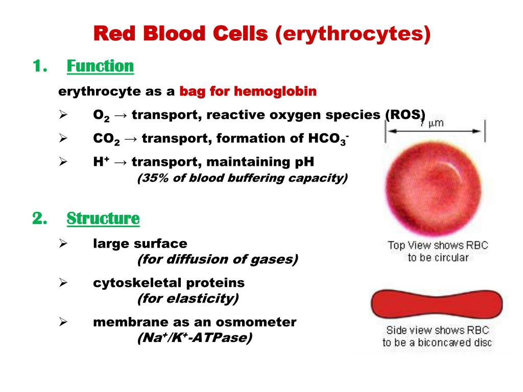 Red Blood Cell Structure And Function Red Blood Cell Structure And Function