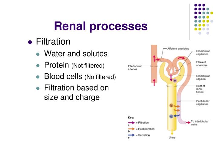 PPT - Human Anatomy and Physiology PowerPoint Presentation - ID:6382686