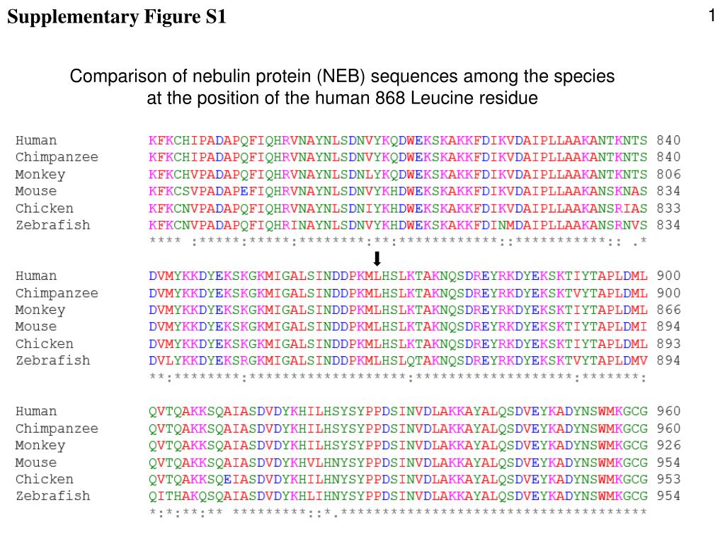 PPT - Comparison of nebulin protein (NEB) sequences among the species ...