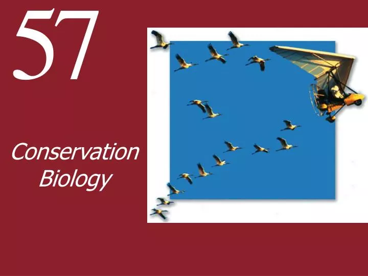 PPT - Conservation Biology PowerPoint Presentation, free download - ID ...