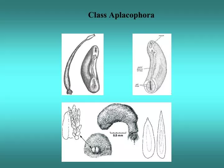 PPT - Class Aplacophora PowerPoint Presentation, free download - ID:6386274