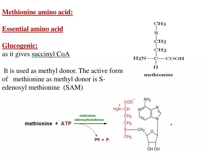 PPT - Methionine amino acid: Essential amino acid Glucogenic: as it ...