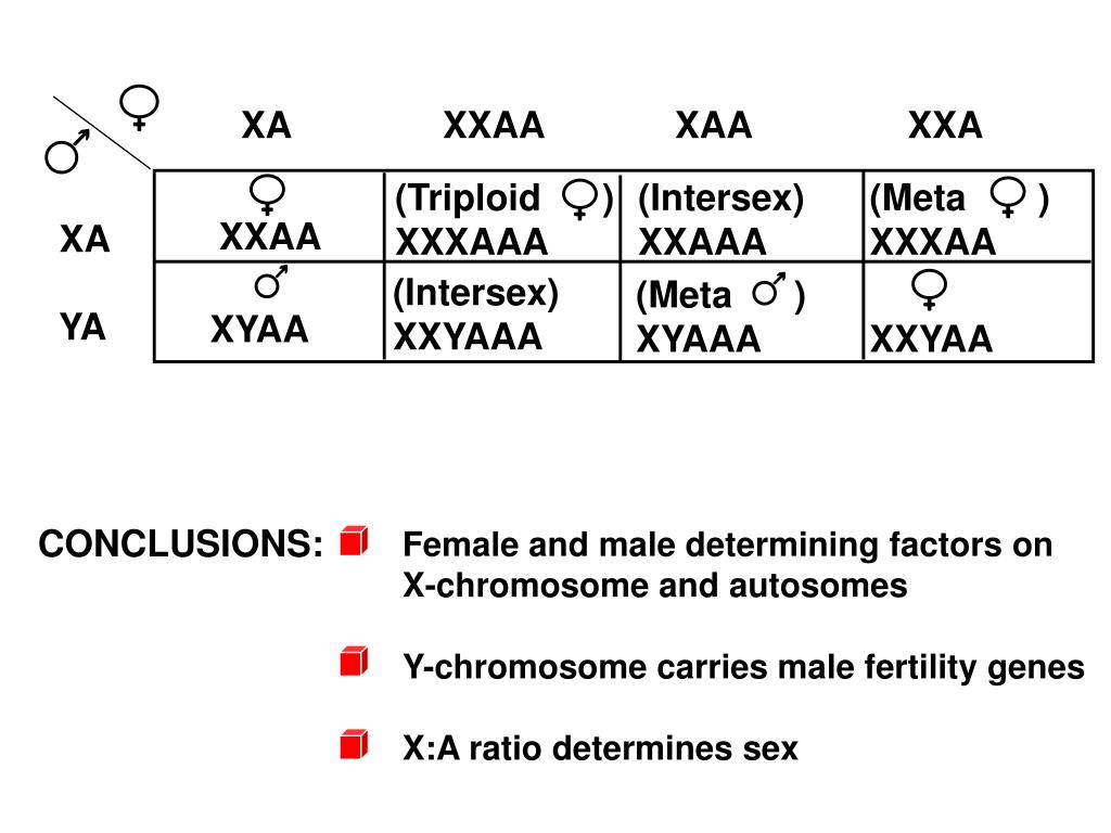 Ppt Sex Determination Powerpoint Presentation Free Download Id 6389287