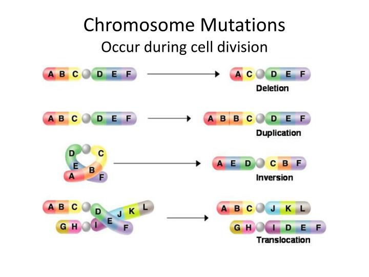PPT - B-4 Demonstrate an understanding of the molecular basis of ...
