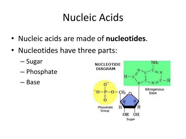 PPT - B-4 Demonstrate an understanding of the molecular basis of ...