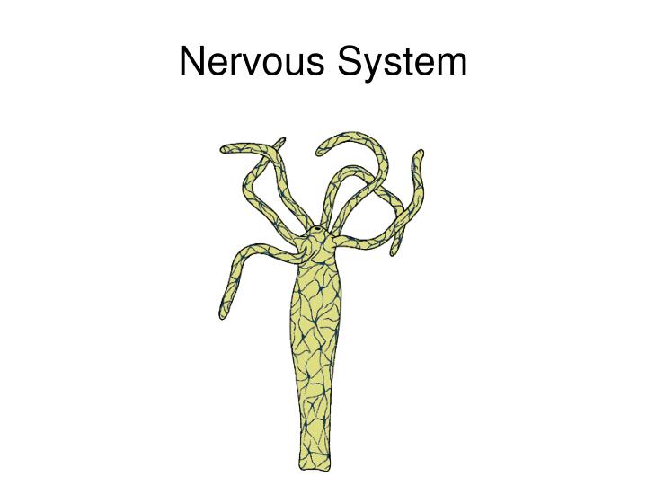 PPT - Phylum Cnidaria PowerPoint Presentation - ID:6390982