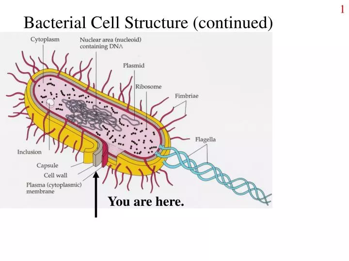 PPT - Bacterial Cell Structure (continued) PowerPoint Presentation ... PPT - Bacterial Cell Structure (continued) PowerPoint Presentation ...