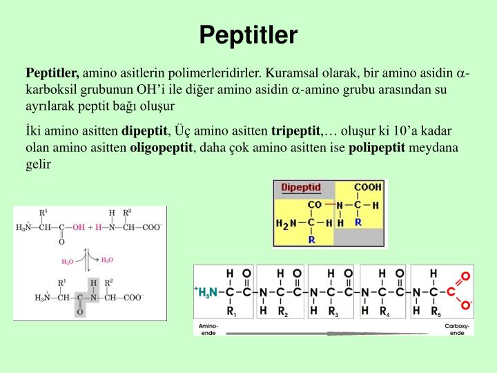 PPT - PROTEİNLER I PowerPoint Presentation - ID:6392023