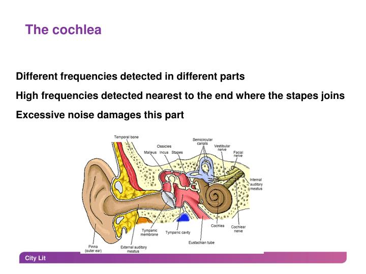 PPT - Hearing loss and audiograms PowerPoint Presentation - ID:6392845