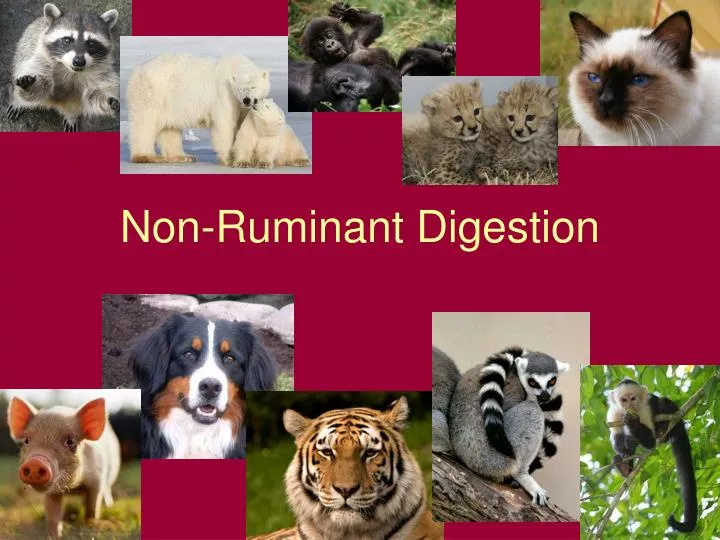 PPT - Non-Ruminant Digestion PowerPoint Presentation, free download ...