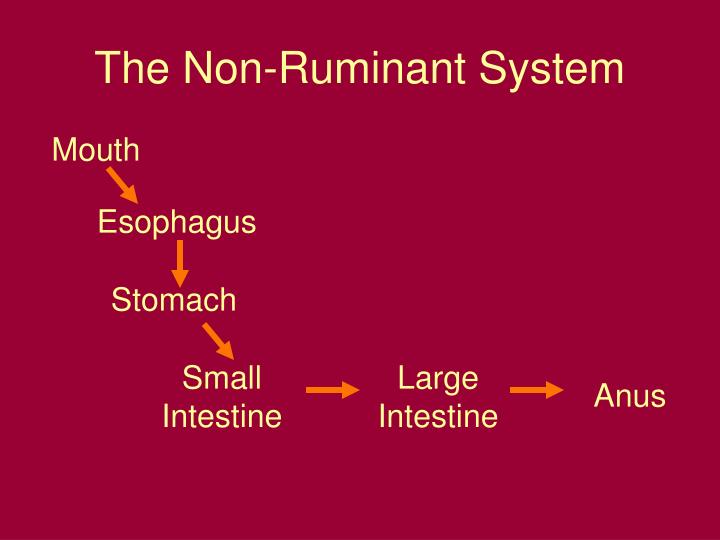 PPT - Non-Ruminant Digestion PowerPoint Presentation - ID:6393389