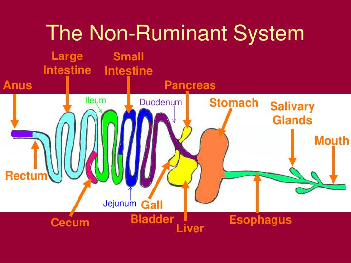 PPT - Non-Ruminant Digestion PowerPoint Presentation - ID:6393389