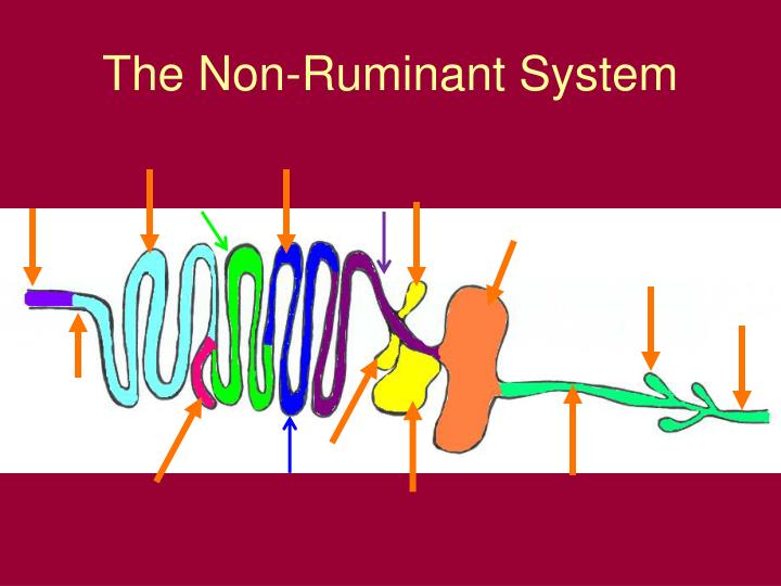PPT - Non-Ruminant Digestion PowerPoint Presentation - ID:6393389