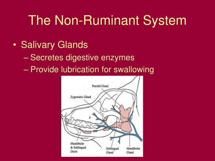 PPT - Non-Ruminant Digestion PowerPoint Presentation - ID:6393389