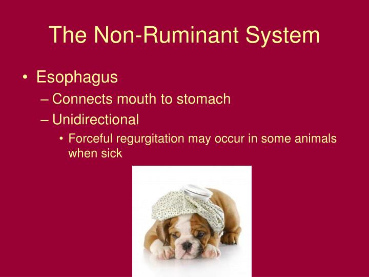 PPT - Non-Ruminant Digestion PowerPoint Presentation - ID:6393389