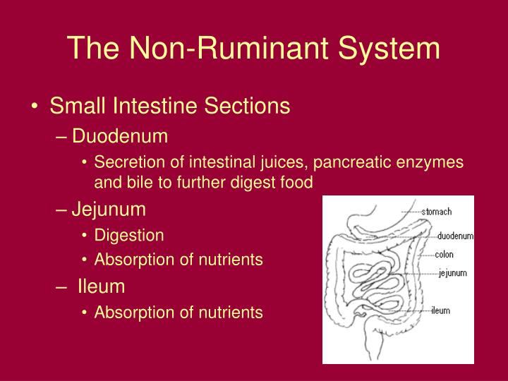 PPT - Non-Ruminant Digestion PowerPoint Presentation - ID:6393389