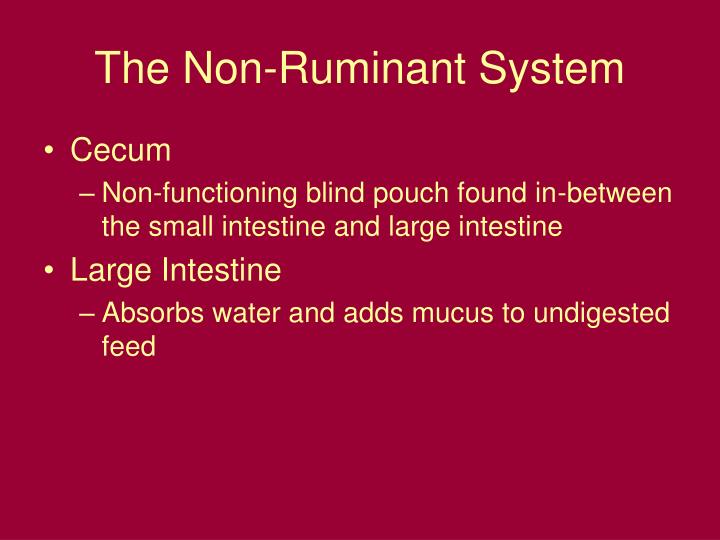 PPT - Non-Ruminant Digestion PowerPoint Presentation - ID:6393389